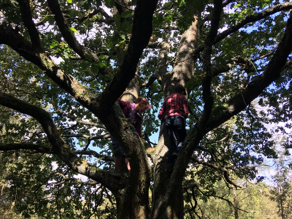 Meet a tree #2 – Climb that tree – Into Nature CIC